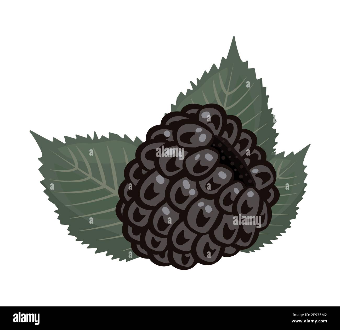 Cute fresh juicy blackberry Stock Vector Images - Alamy