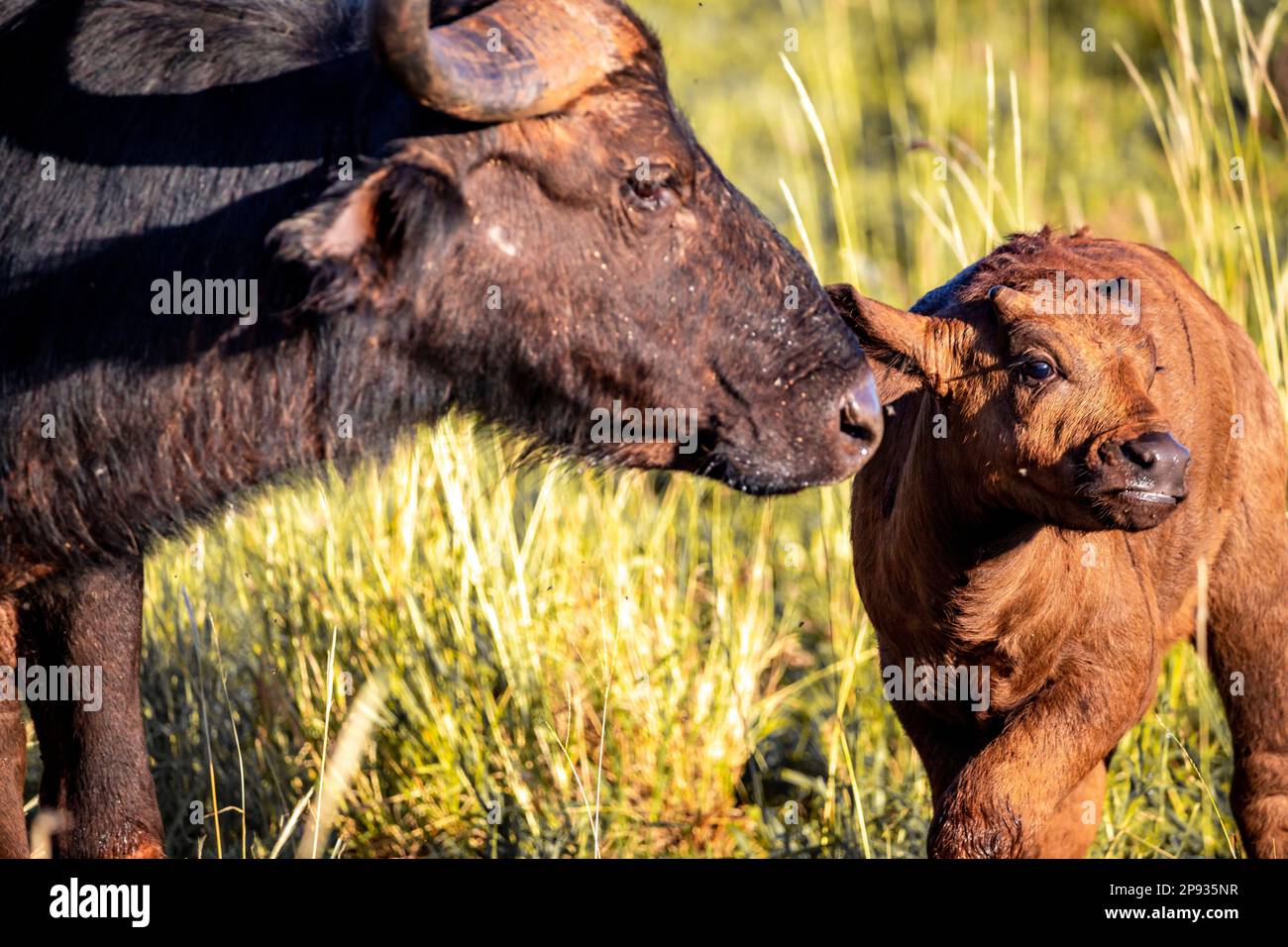 Water buffalo / Cape buffalo, Syncerus caffermit with calf in the ...
