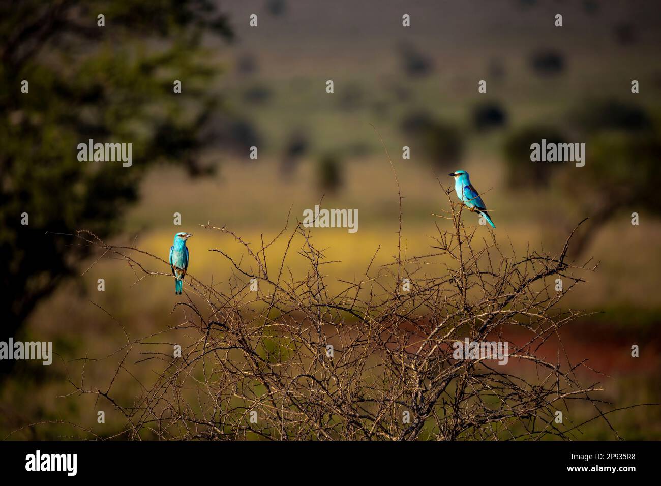 2 Blue birds on a bush in Kenya, Africa Stock Photo - Alamy
