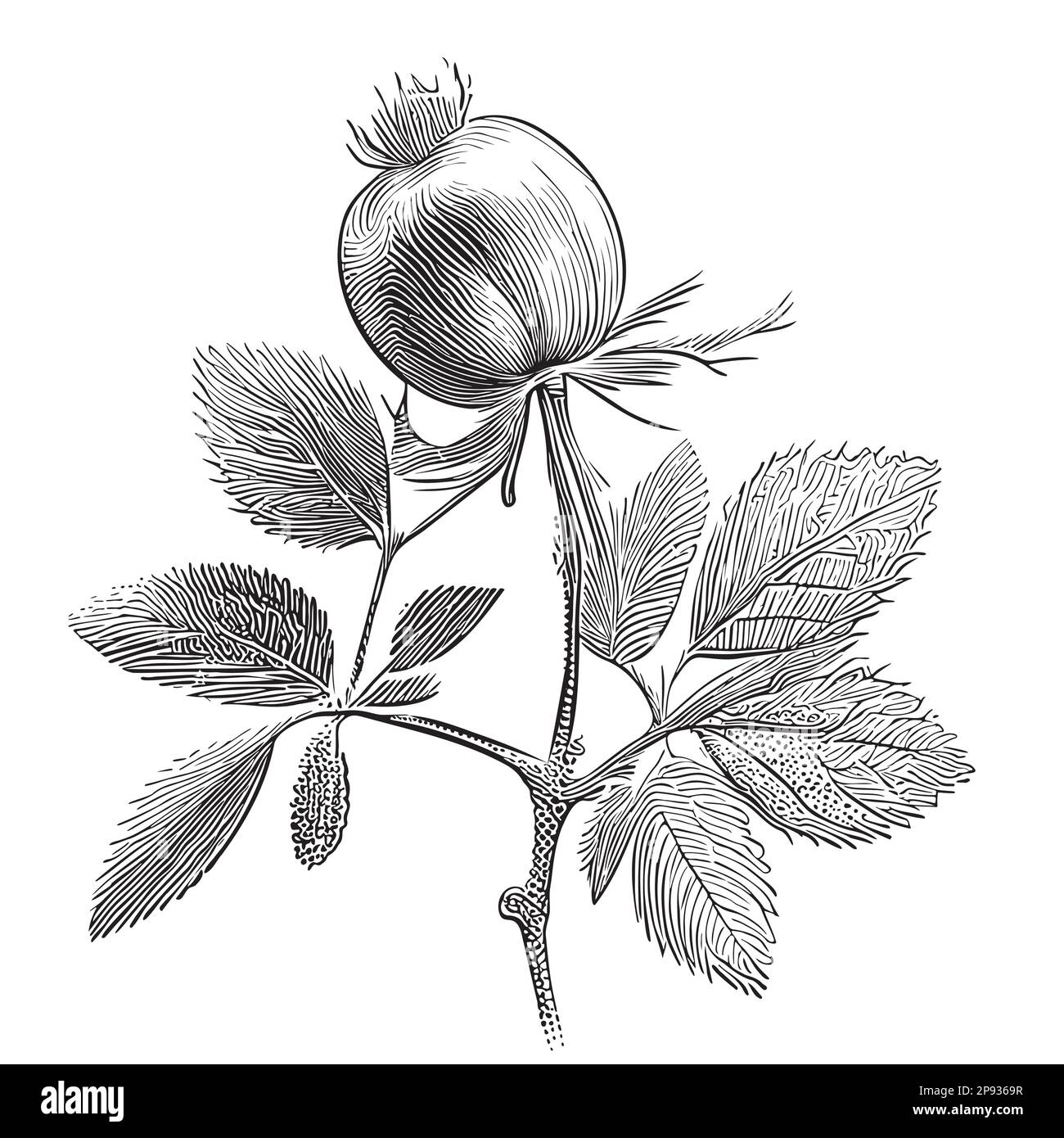 Rose illustration etch hi-res stock photography and images - Alamy