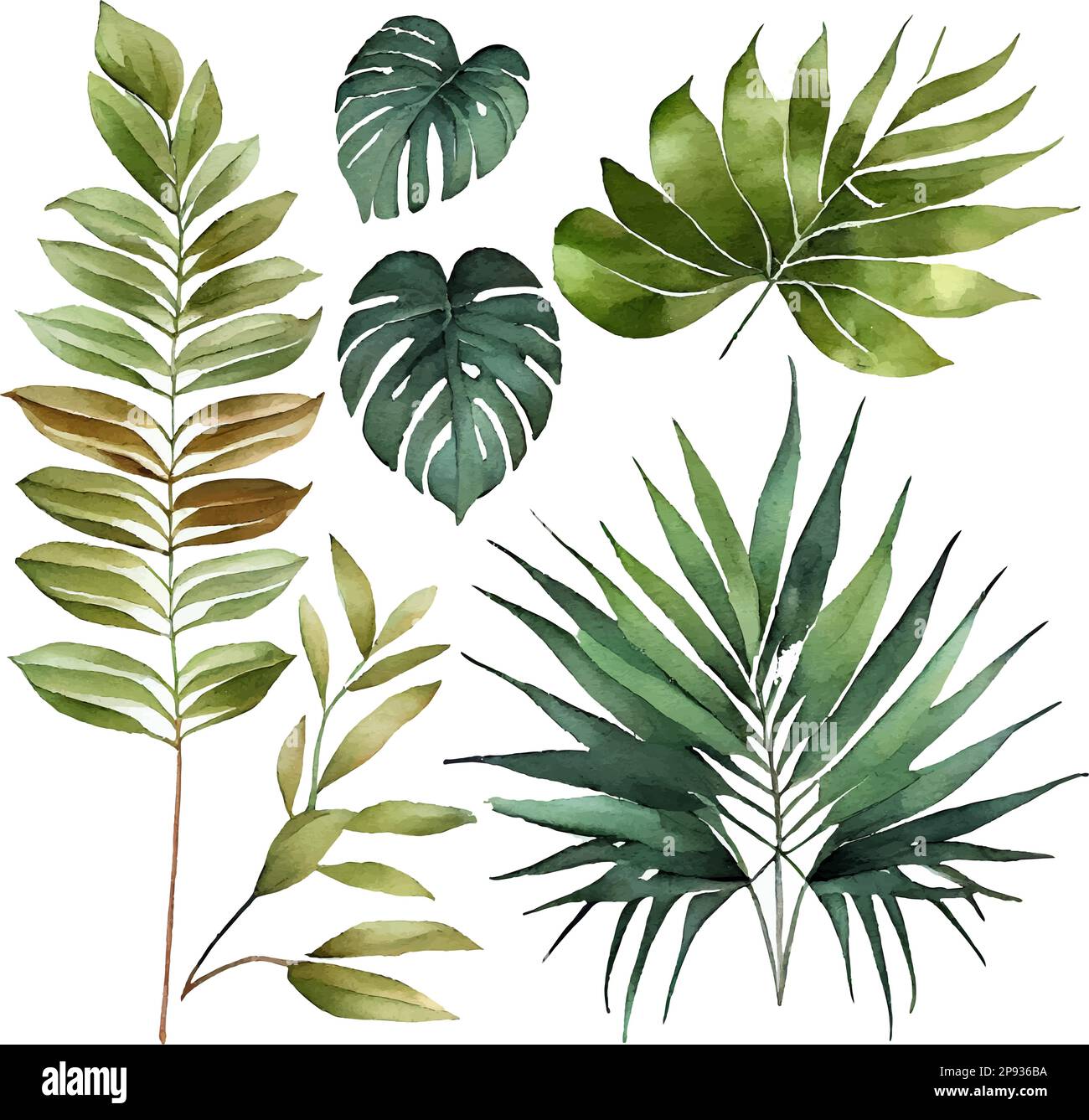 isolated set vector illustration of foliage exotic green big leaf Stock ...