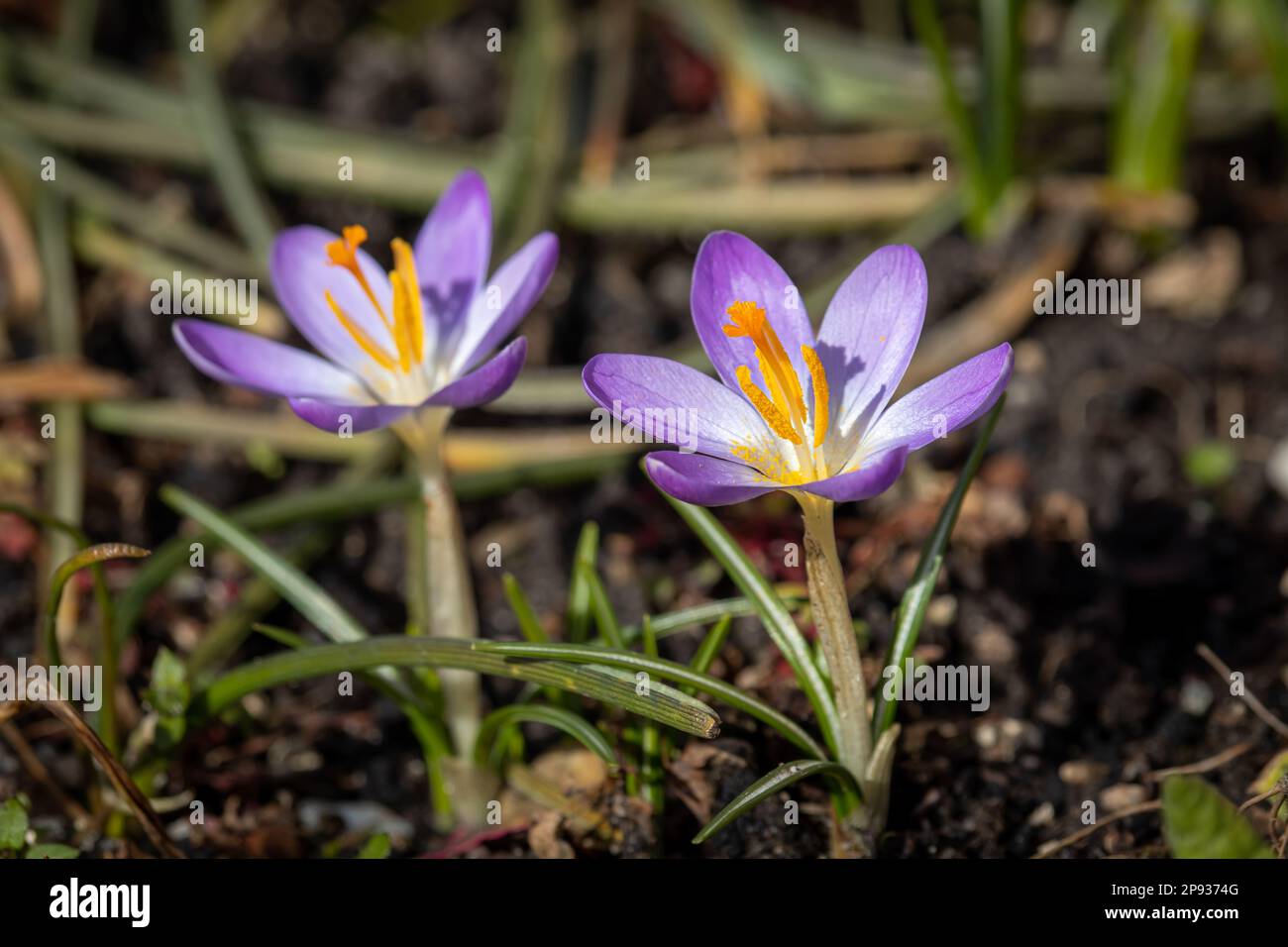Spring flowers on a sunny March day in an English park Stock Photo - Alamy