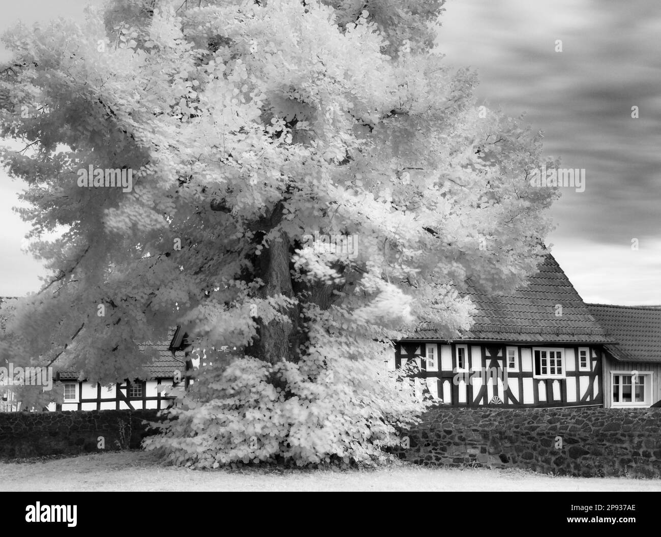 Old linden tree Black and White Stock Photos & Images - Alamy