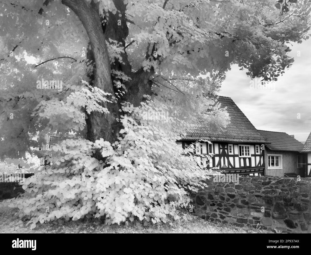 Europe, Germany, Hesse, Central Hesse, Marburger Land, old linden tree ...