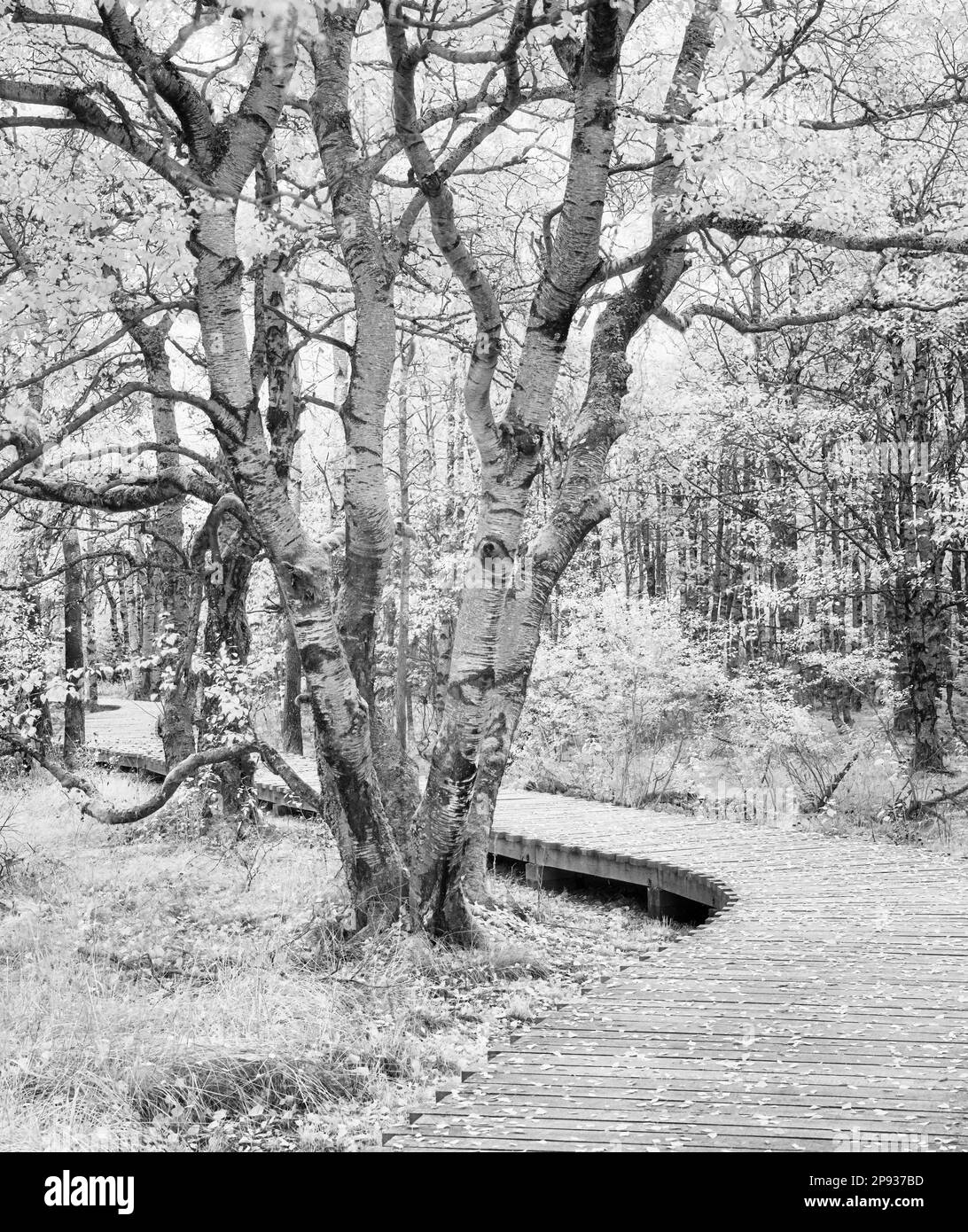 Biosphere reserve bavarian rhon Black and White Stock Photos & Images ...