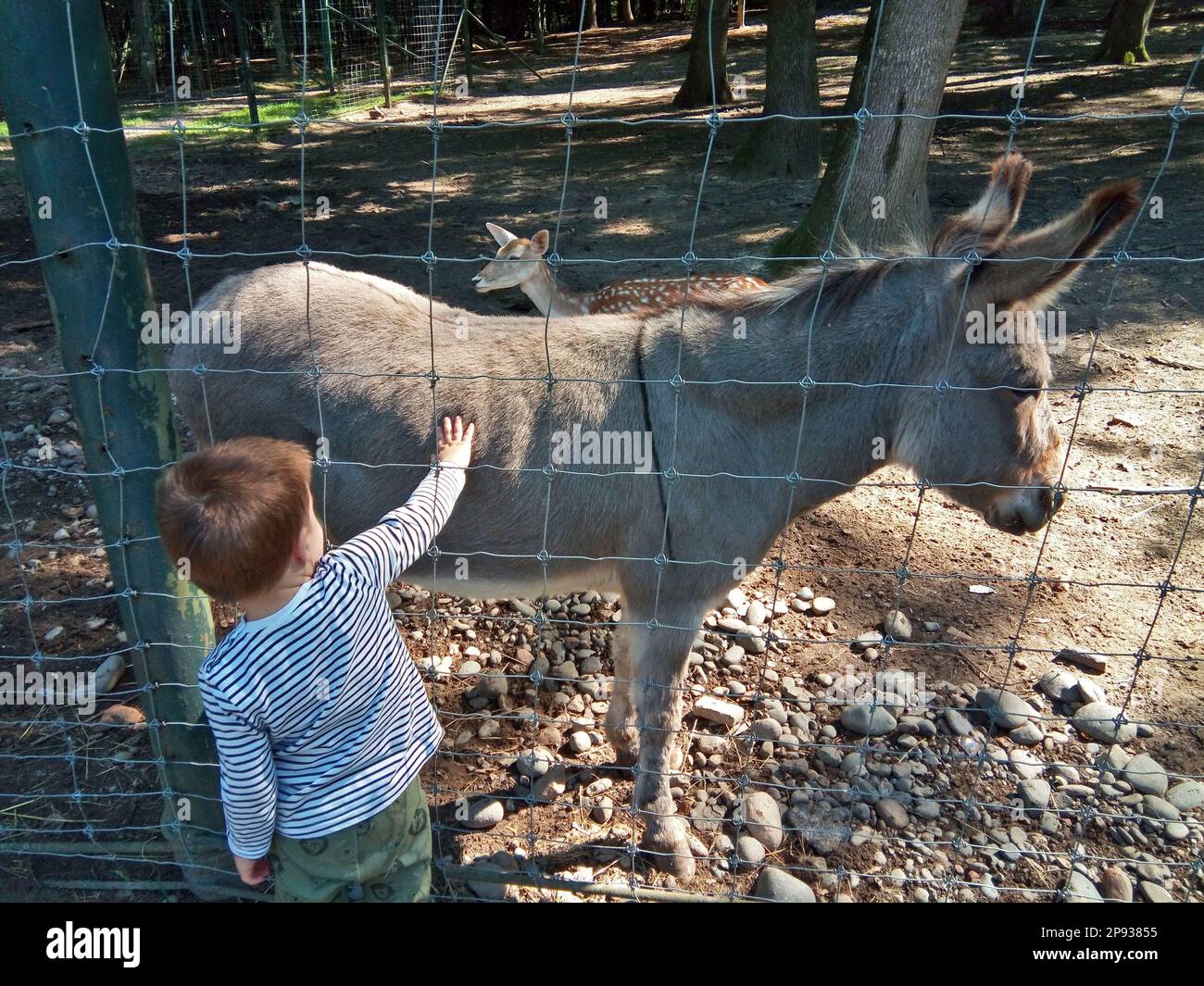 a child touches a donkey Stock Photo - Alamy