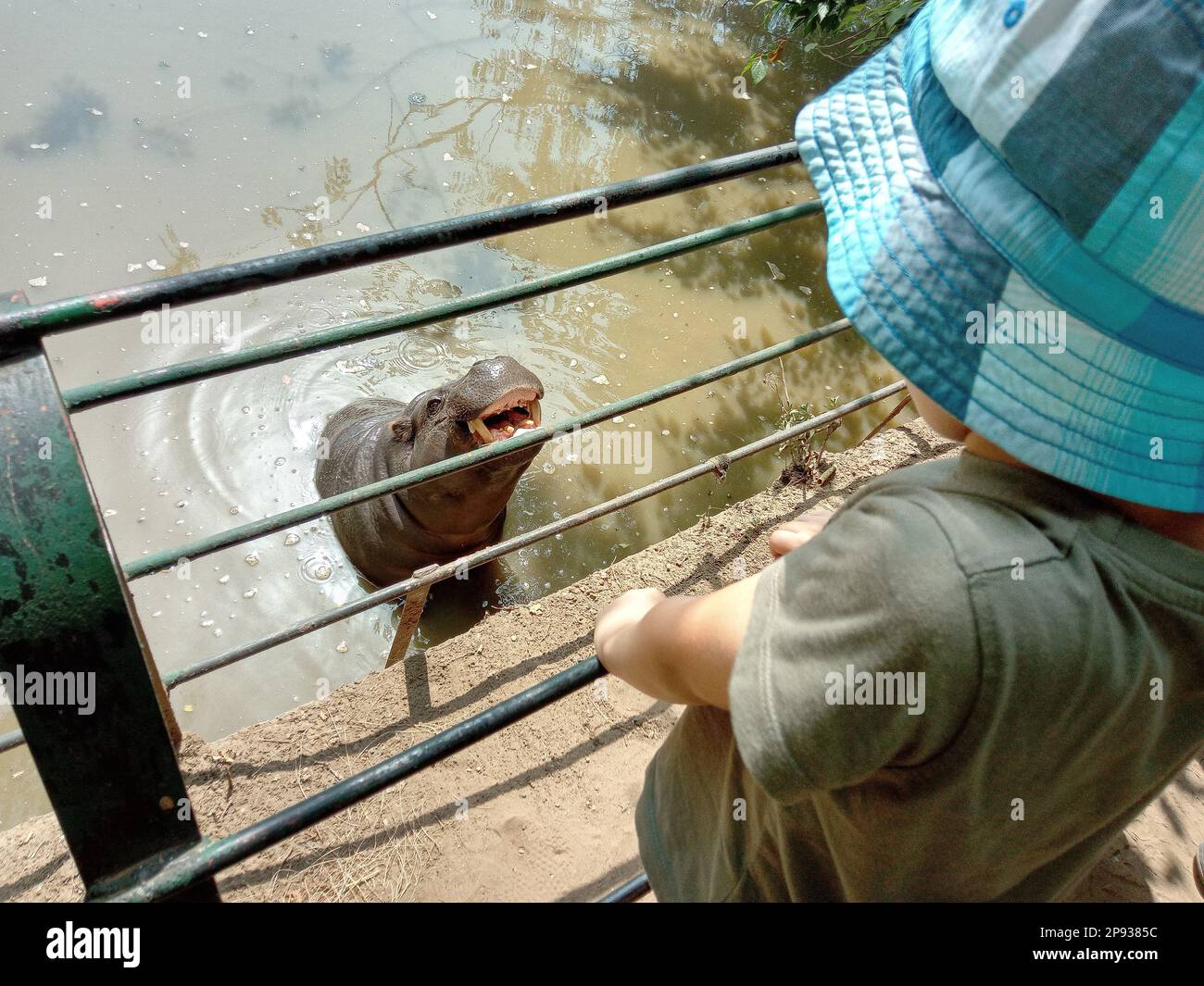 a boy looks at a hippo standing in the water at the zoo. Child at the ...