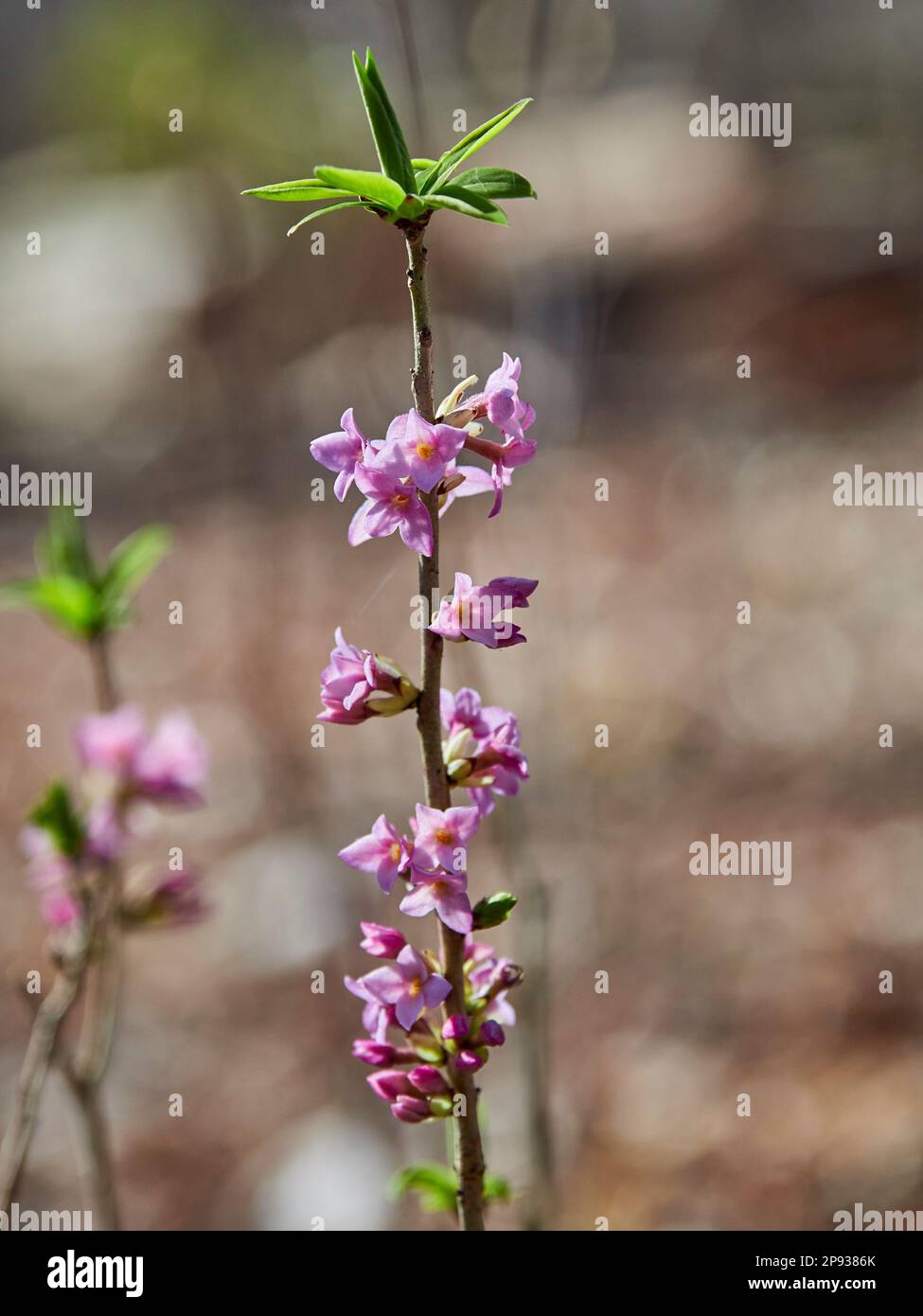Common daphne, Daphne mezereum Stock Photo - Alamy Common daphne, Daphne mezereum Stock Photo - Alamy