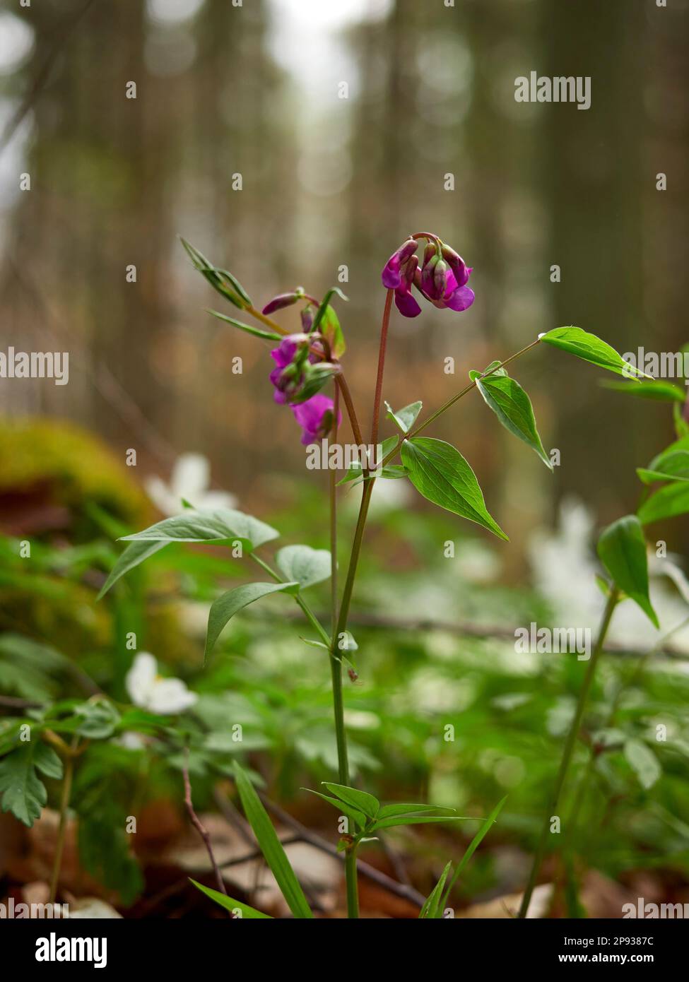 Spring pea, Lathyrus vernus Stock Photo - Alamy