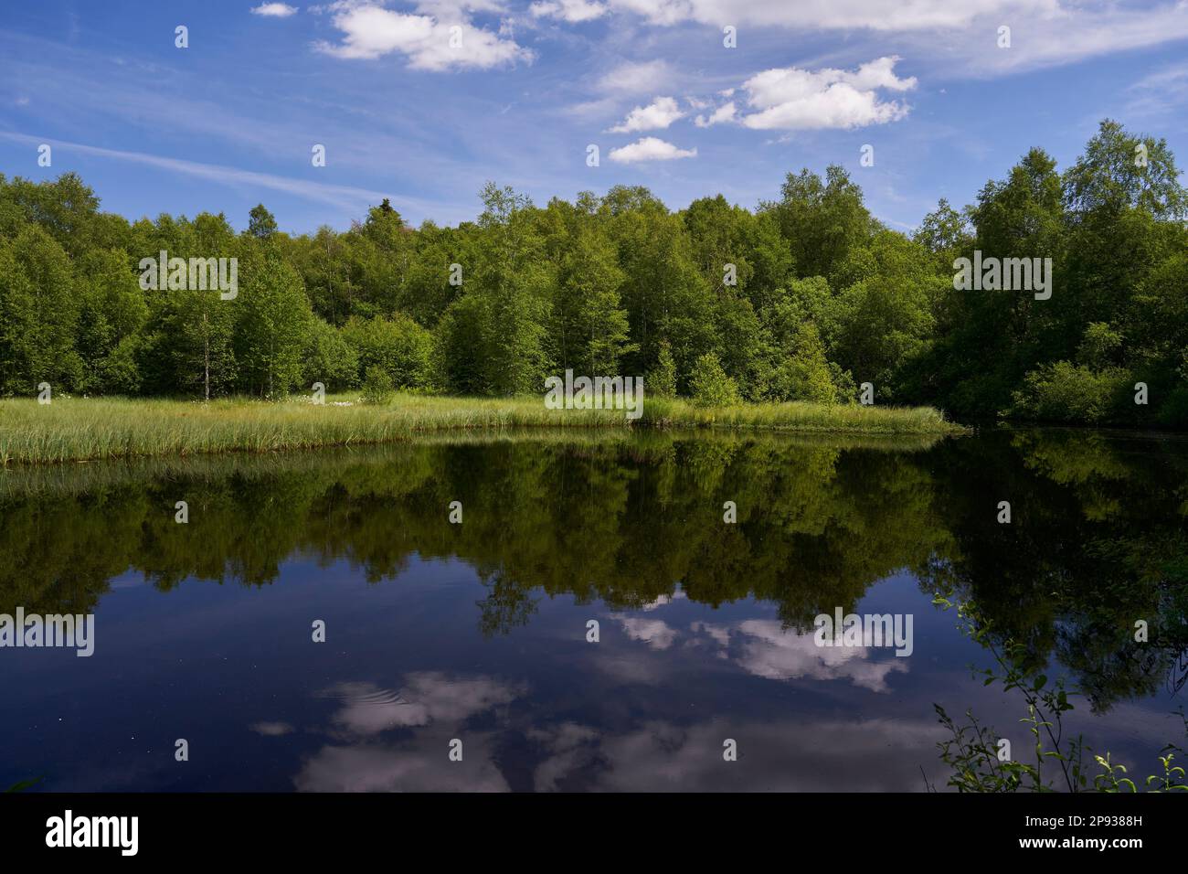 Red Moor" nature reserve in the Rhön Biosphere Reserve, Hesse, Germany ...