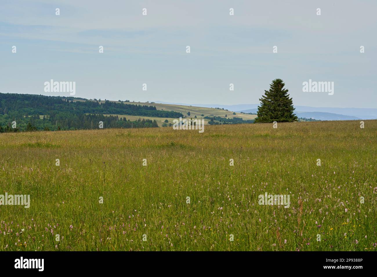 Lange Rhön nature reserve in the core zone of the Rhön biosphere ...