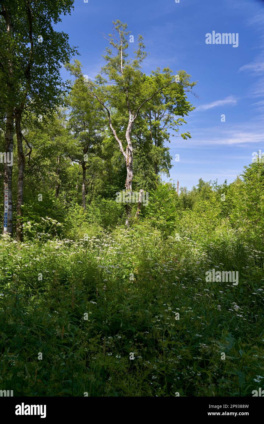 Red Moor" nature reserve in the Rhön Biosphere Reserve, Hesse, Germany ...