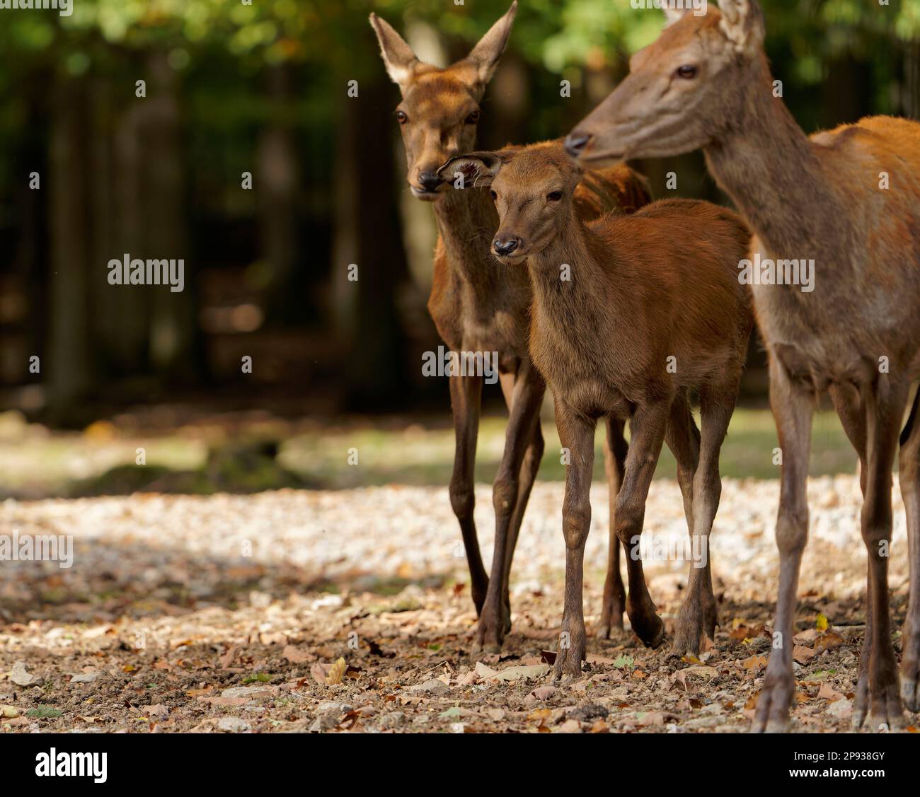 Stag animal hi-res stock photography and images - Alamy