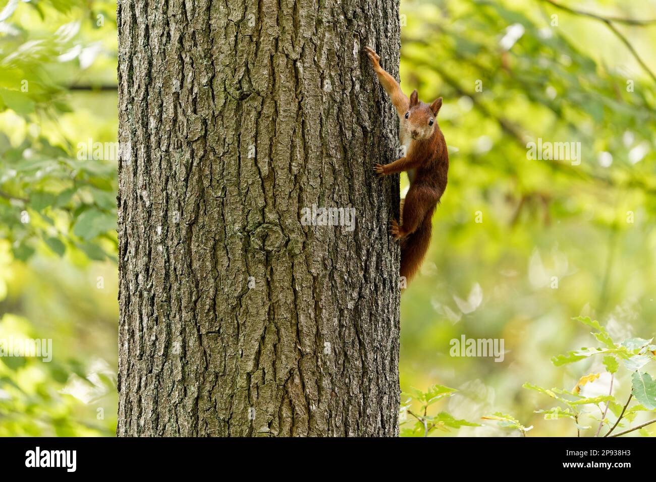 Squirrel, Squirrel cat, Sciurus vulgaris Stock Photo - Alamy
