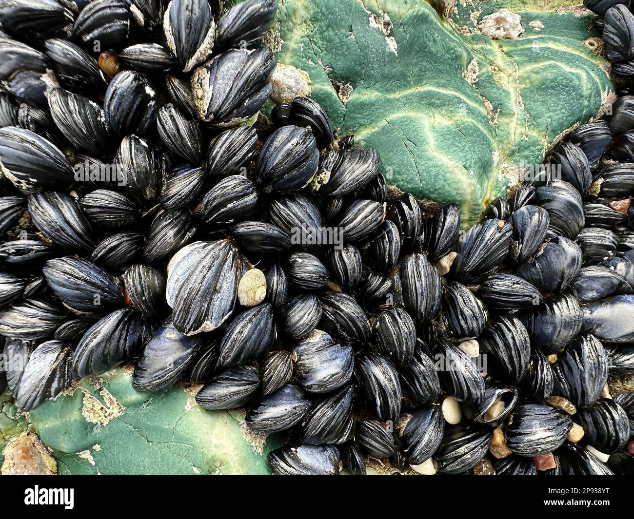 Background texture of blue stone with many black mussels shells. Wild ...