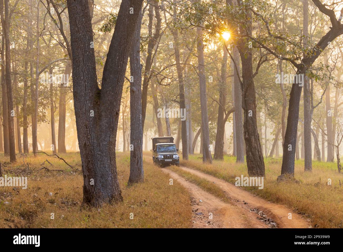 Early Morning Wildlife Safari in Nagarhole National Park (Karnataka ...