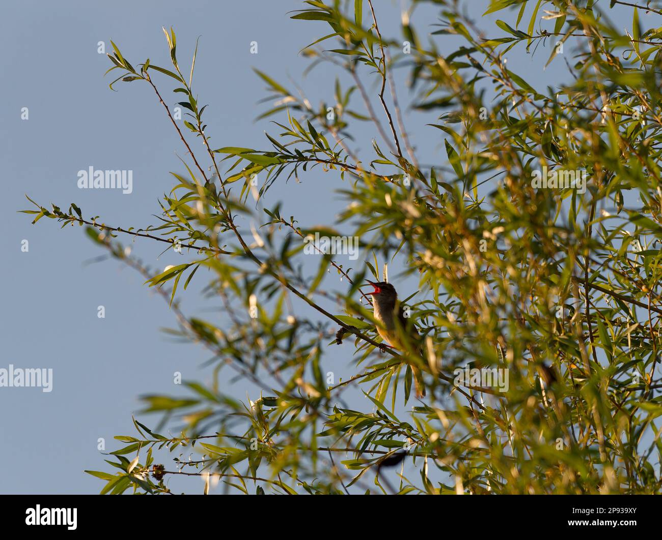Great Reed Warbler, Acrocephalus arundinaceus Stock Photo - Alamy