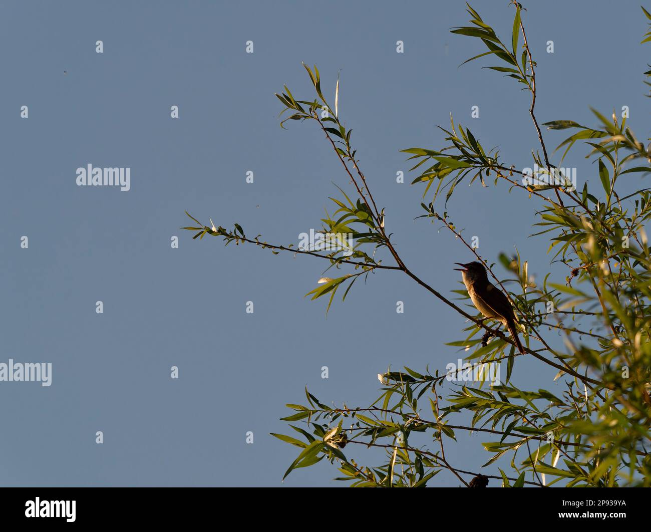 Great Reed Warbler, Acrocephalus arundinaceus Stock Photo - Alamy