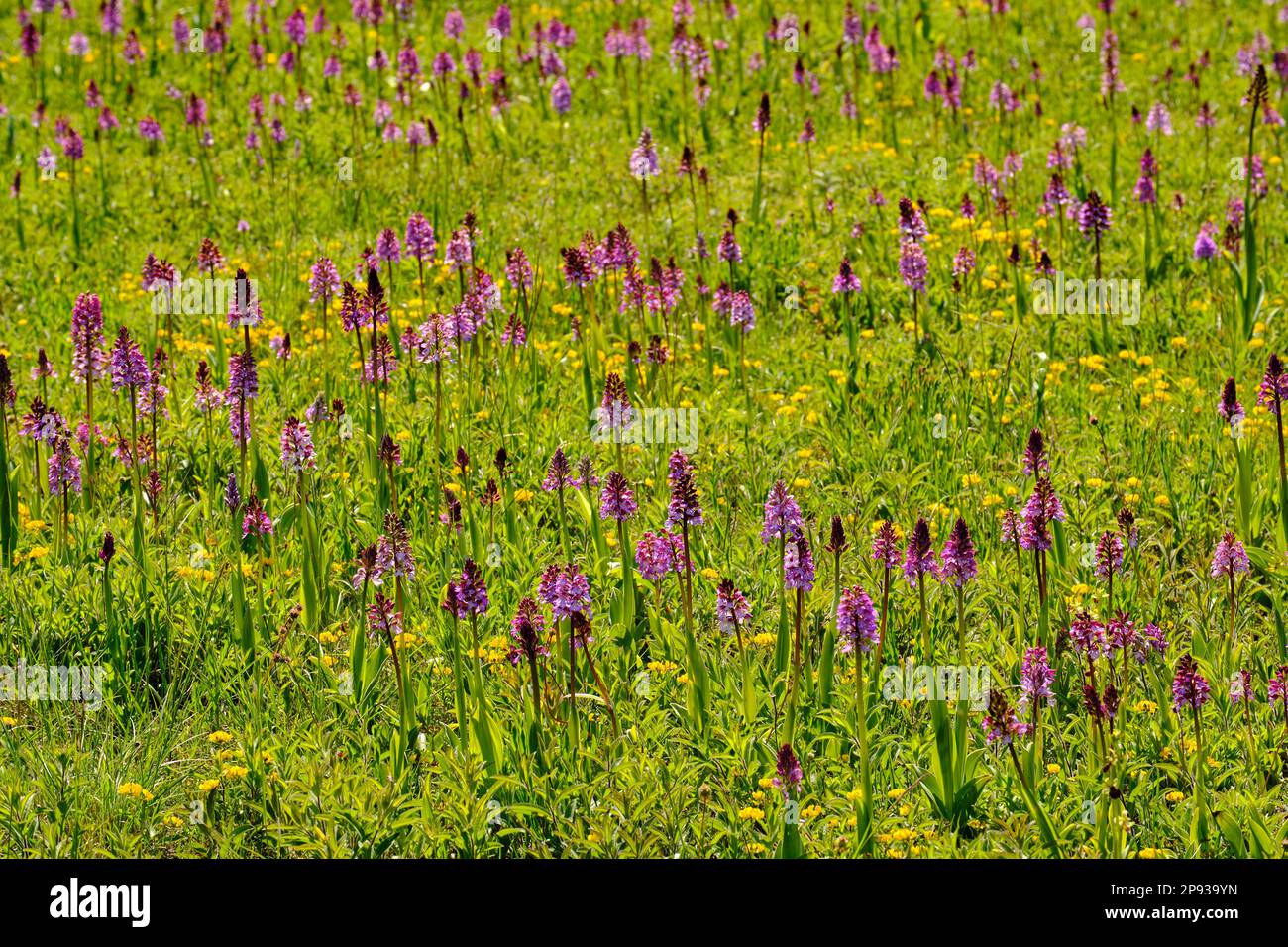 Orchids in the semi-arid grassland of the Tote Täler nature reserve on ...