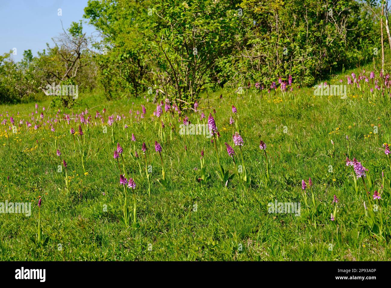 Orchids in the semi-arid grassland of the Tote Täler nature reserve on ...