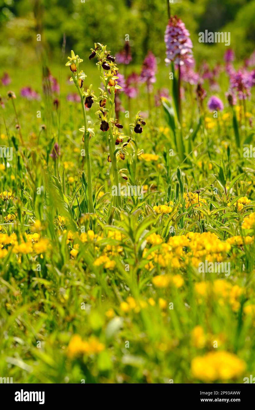 Orchids in the semi-arid grassland of the Tote Täler nature reserve on ...