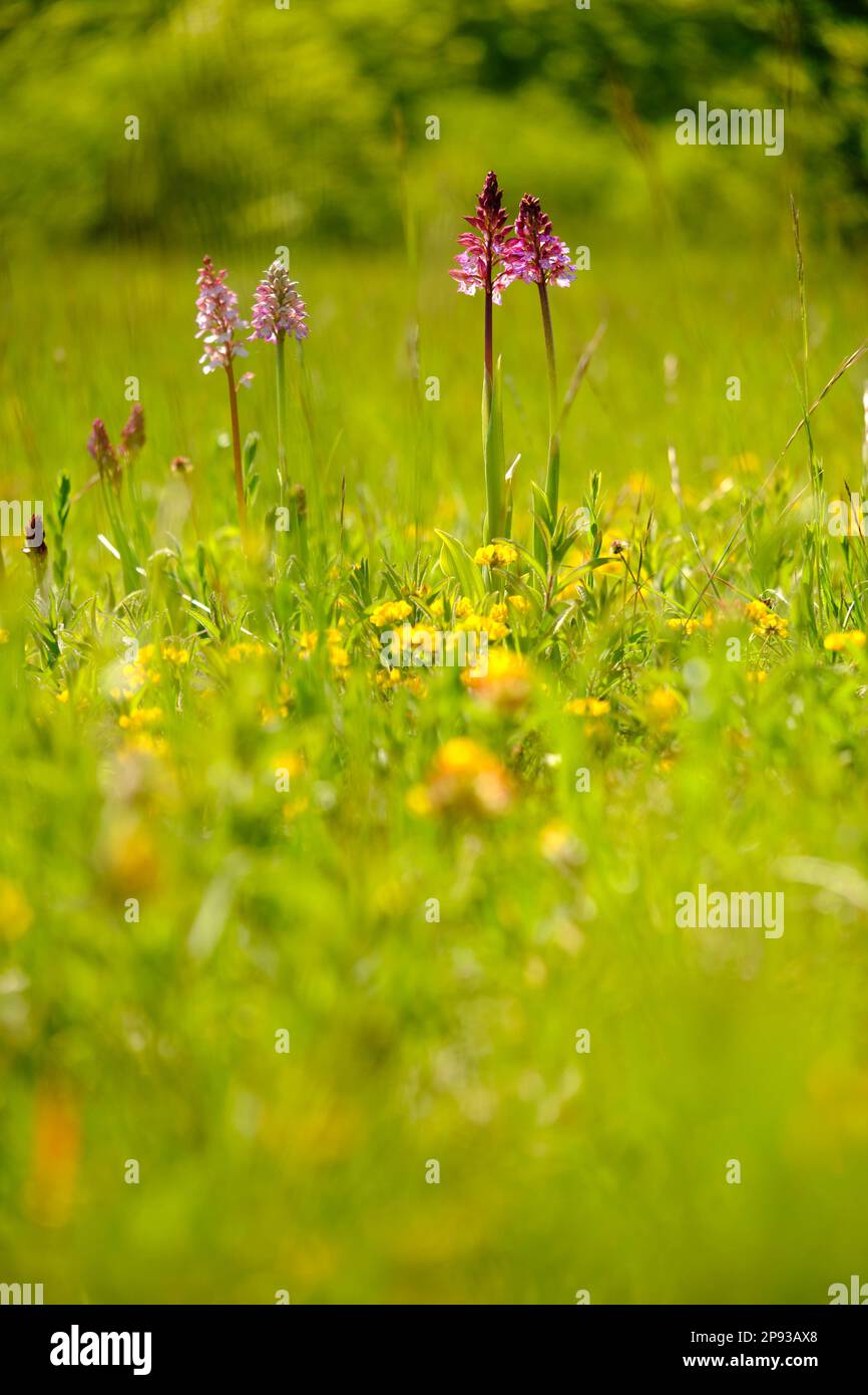 Native marsh orchid hi-res stock photography and images - Alamy