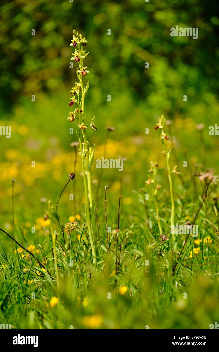 Large spiderwort, Ophrys sphegodes Stock Photo - Alamy