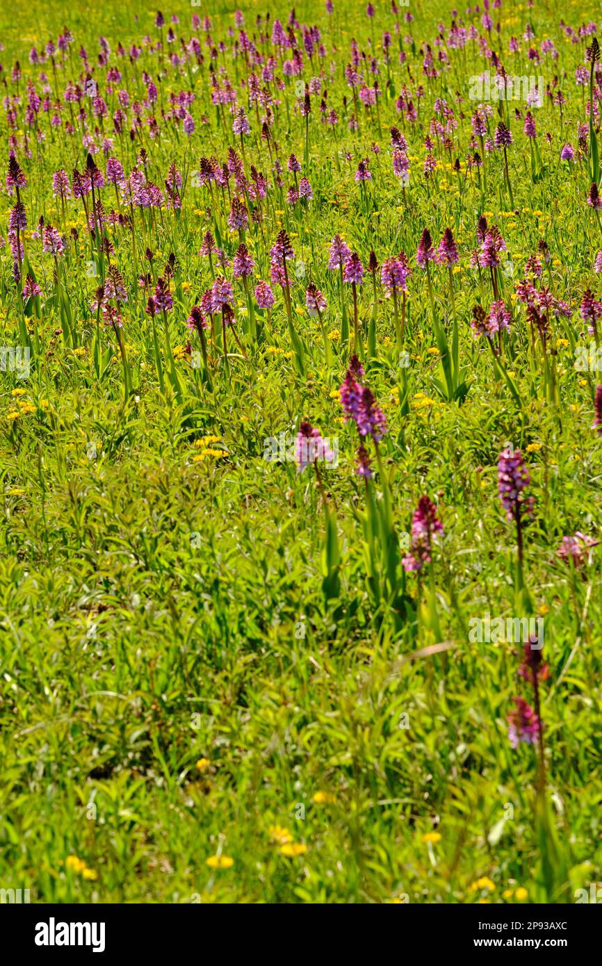 Orchids in the semi-arid grassland of the Tote Täler nature reserve on ...