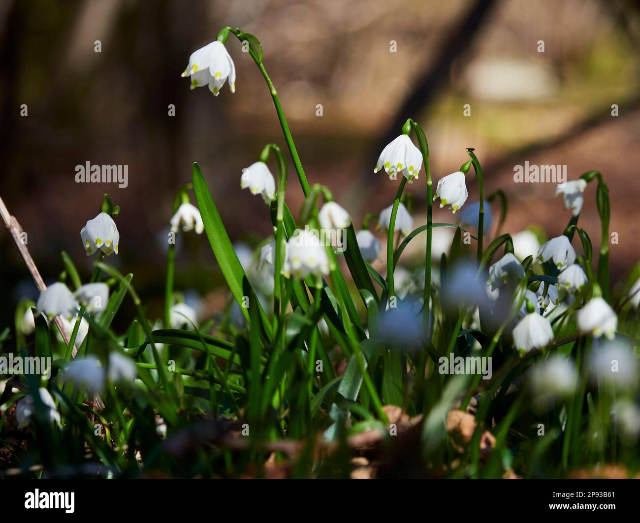 spring snowflake, Leucojum vernum Stock Photo - Alamy