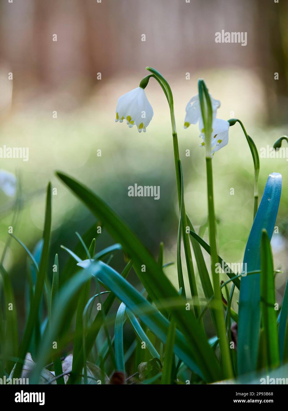 spring snowflake, Leucojum vernum Stock Photo - Alamy