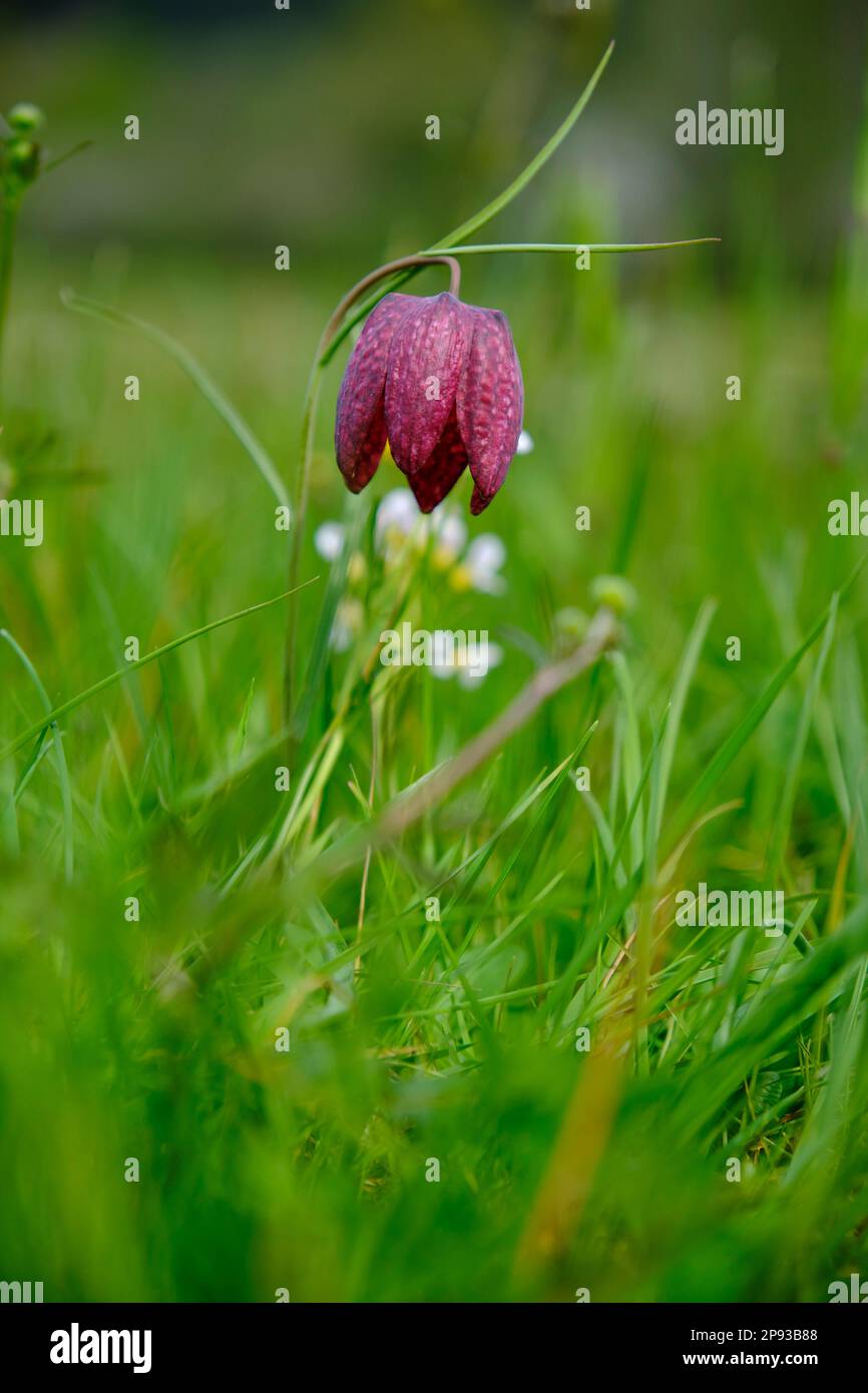 Chess board flower hi-res stock photography and images - Alamy