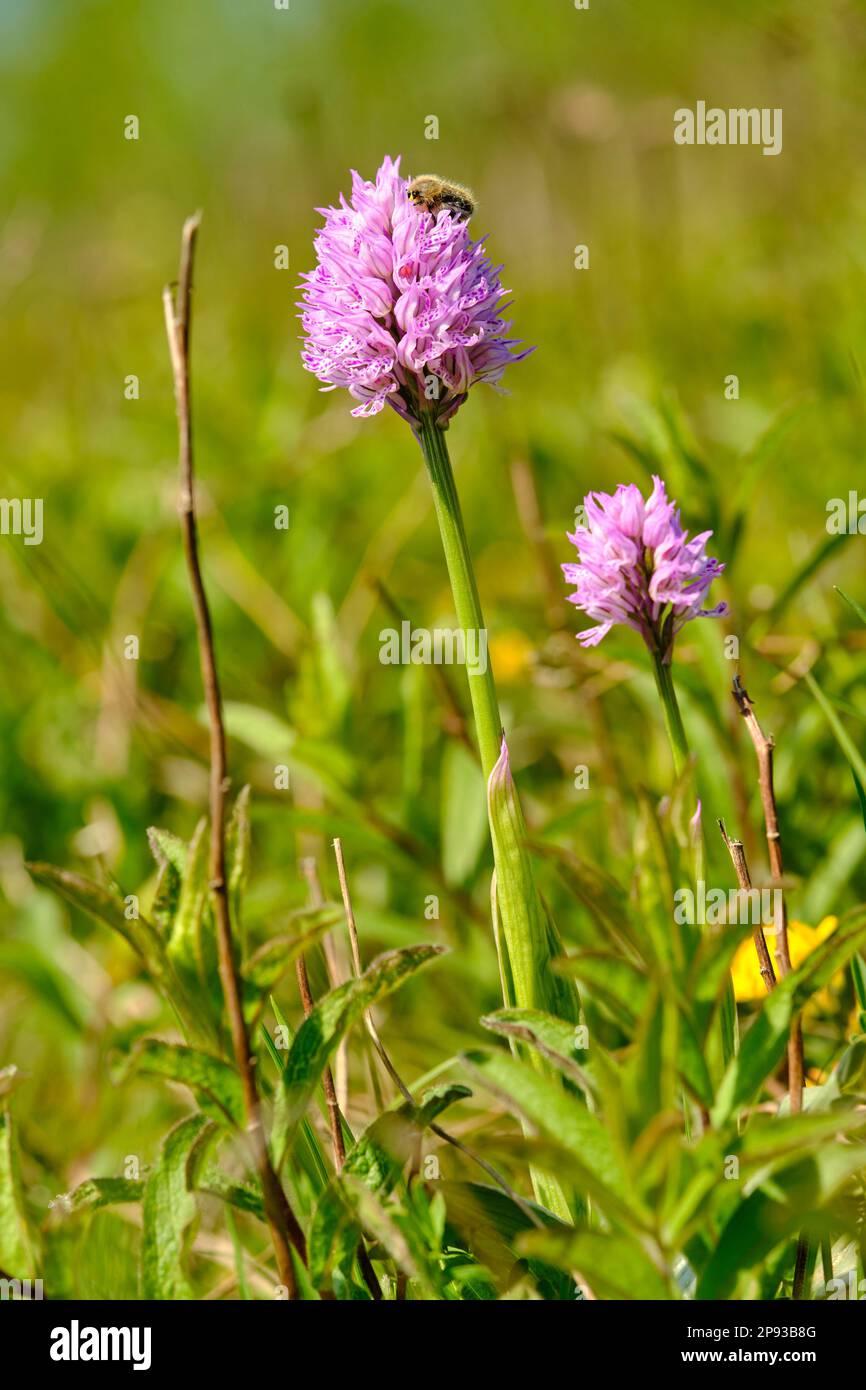 Three-toothed orchid, Neotinea tridentata Stock Photo - Alamy
