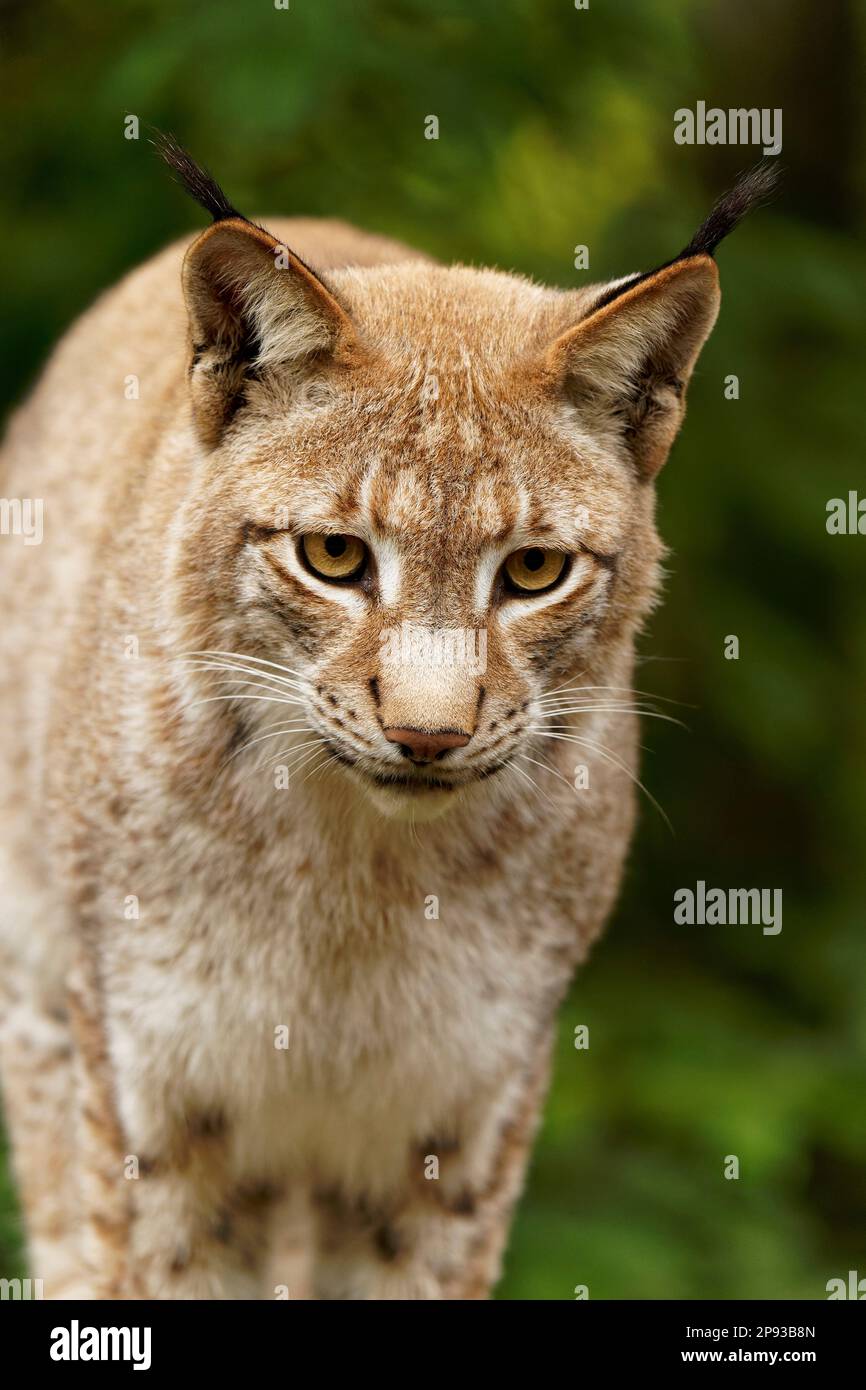 Eurasian lynx, northern lynx, Lynx lynx, lynx Stock Photo - Alamy