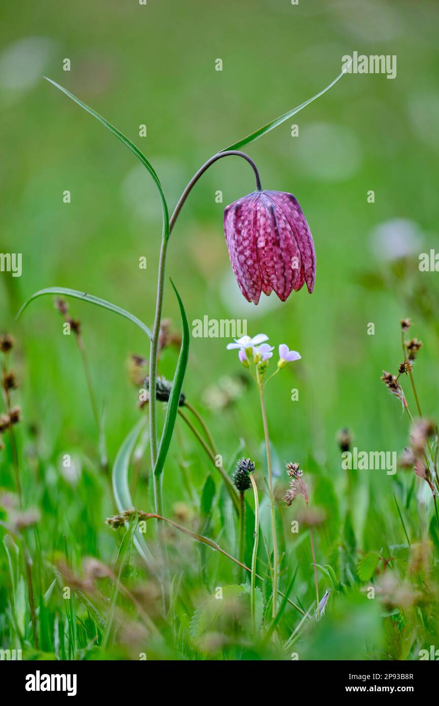 Chess flower, alsö€ chess-board floweö€ oö€ kiebitzei, Fritillaria ...