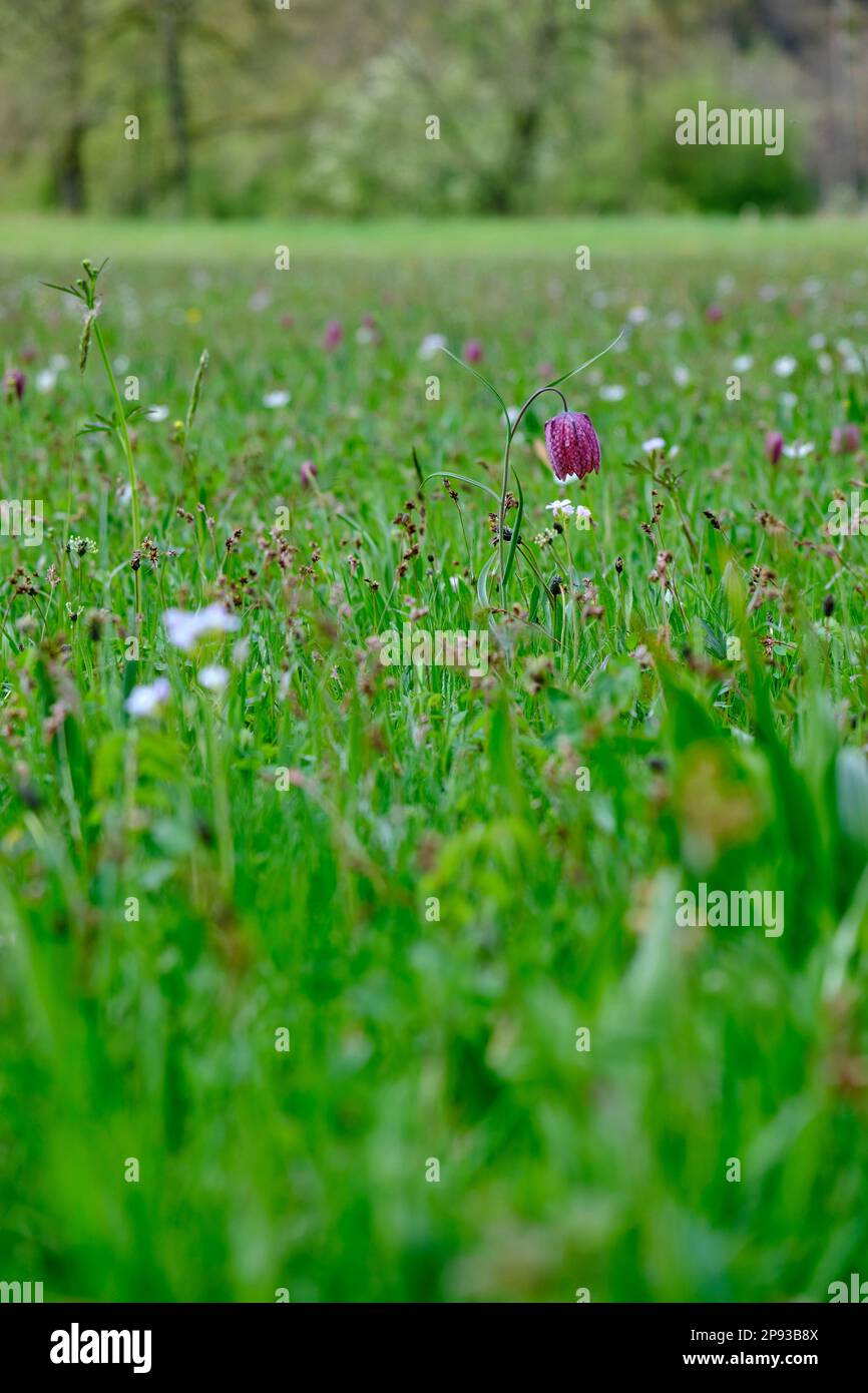 Chess flower, alsö€ chess-board floweö€ oö€ kiebitzei, Fritillaria ...
