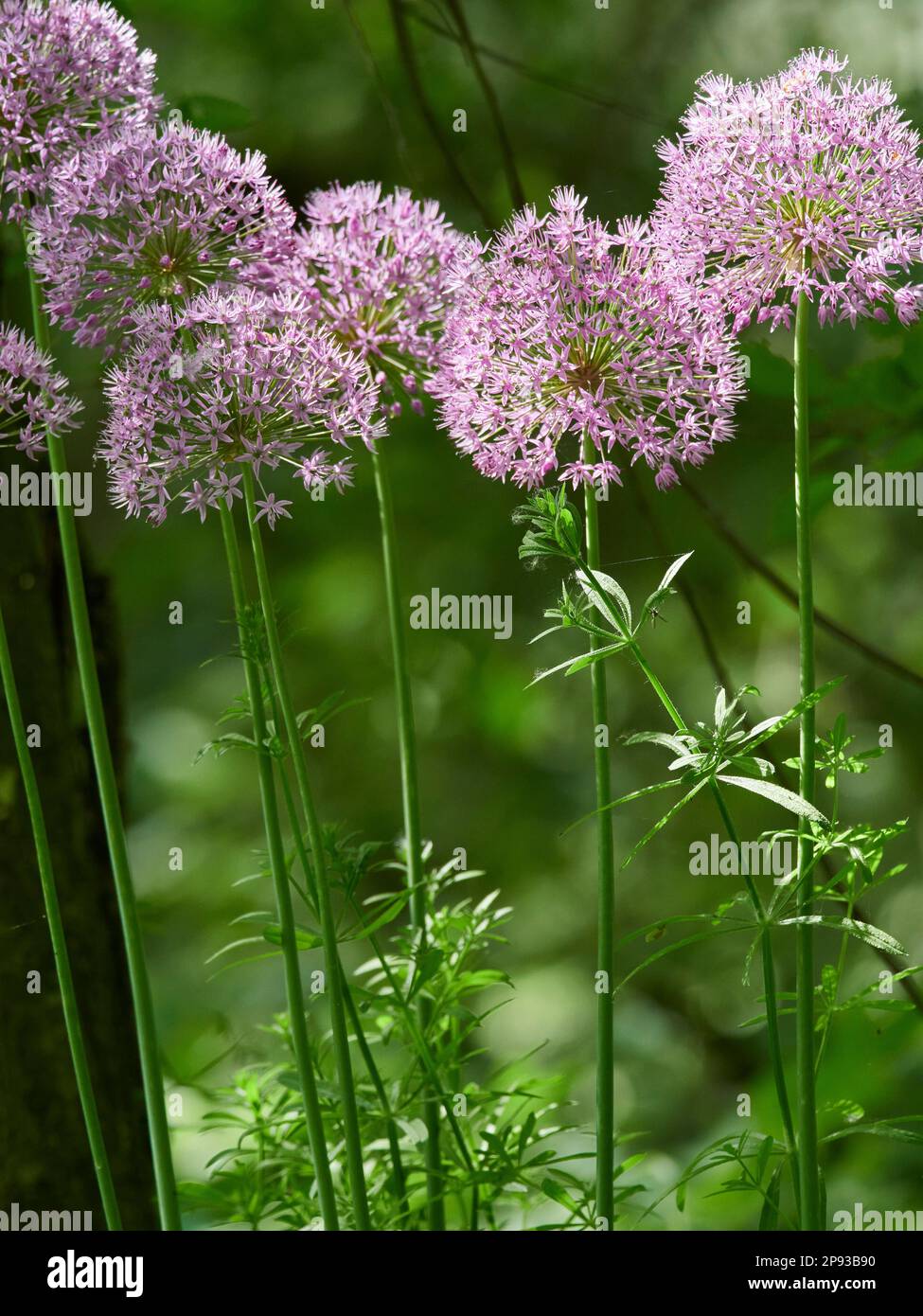 Flowering leek, Alium Stock Photo - Alamy