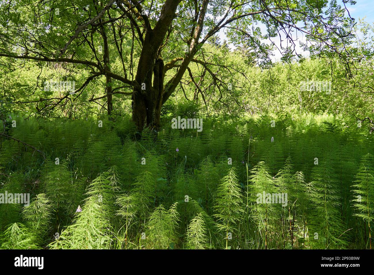Horsetail rushes hi-res stock photography and images - Alamy