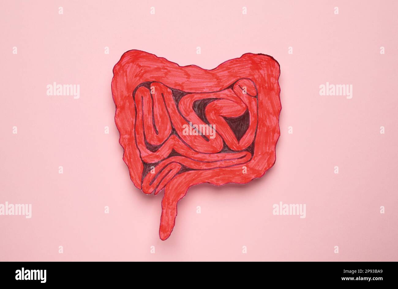 Paper cutout of small intestine on pink background, top view Stock ...