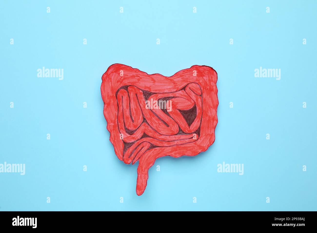 Paper cutout of small intestine on light blue background, top view ...