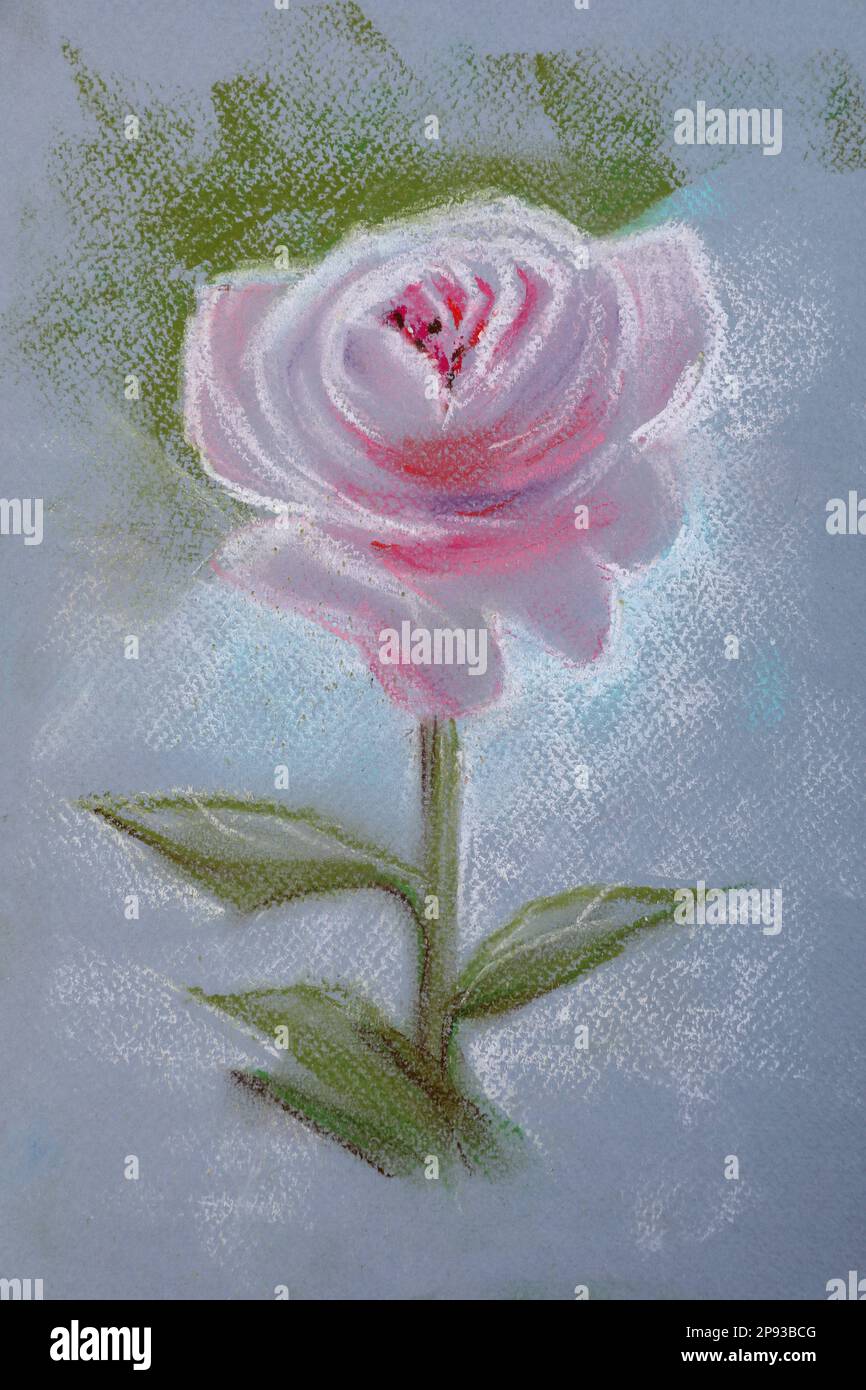 Pastel drawing of pink rose on light background Stock Photo - Alamy