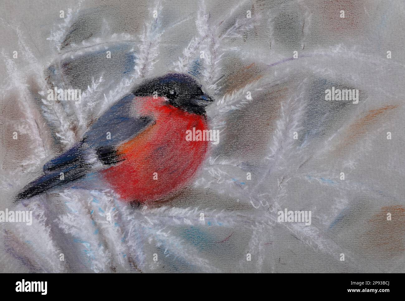 Pastel drawing of beautiful bullfinch on snowy branch Stock Photo - Alamy