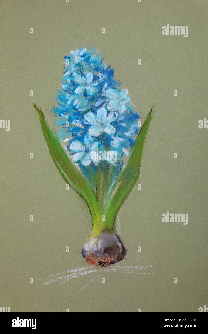 Pastel drawing of blue blooming hyacinth on light green background ...
