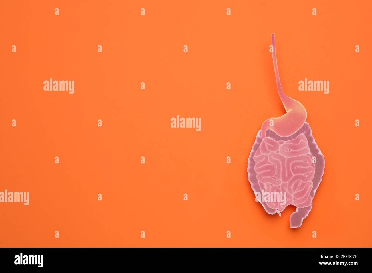 Paper cutout of small intestine on orange background, top view. Space ...