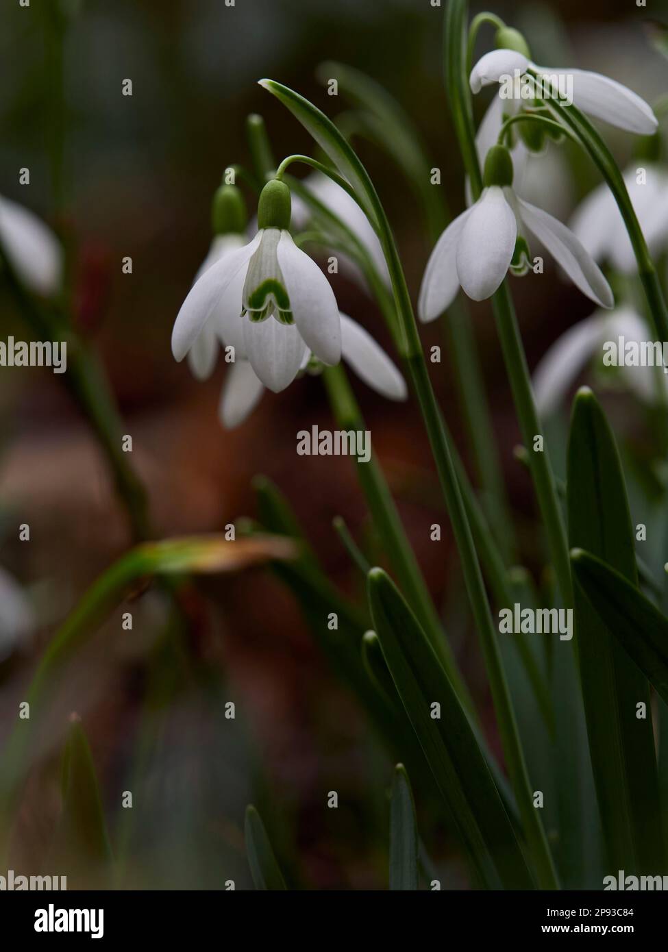Small snowdrop, Galanthus nivalis Stock Photo - Alamy
