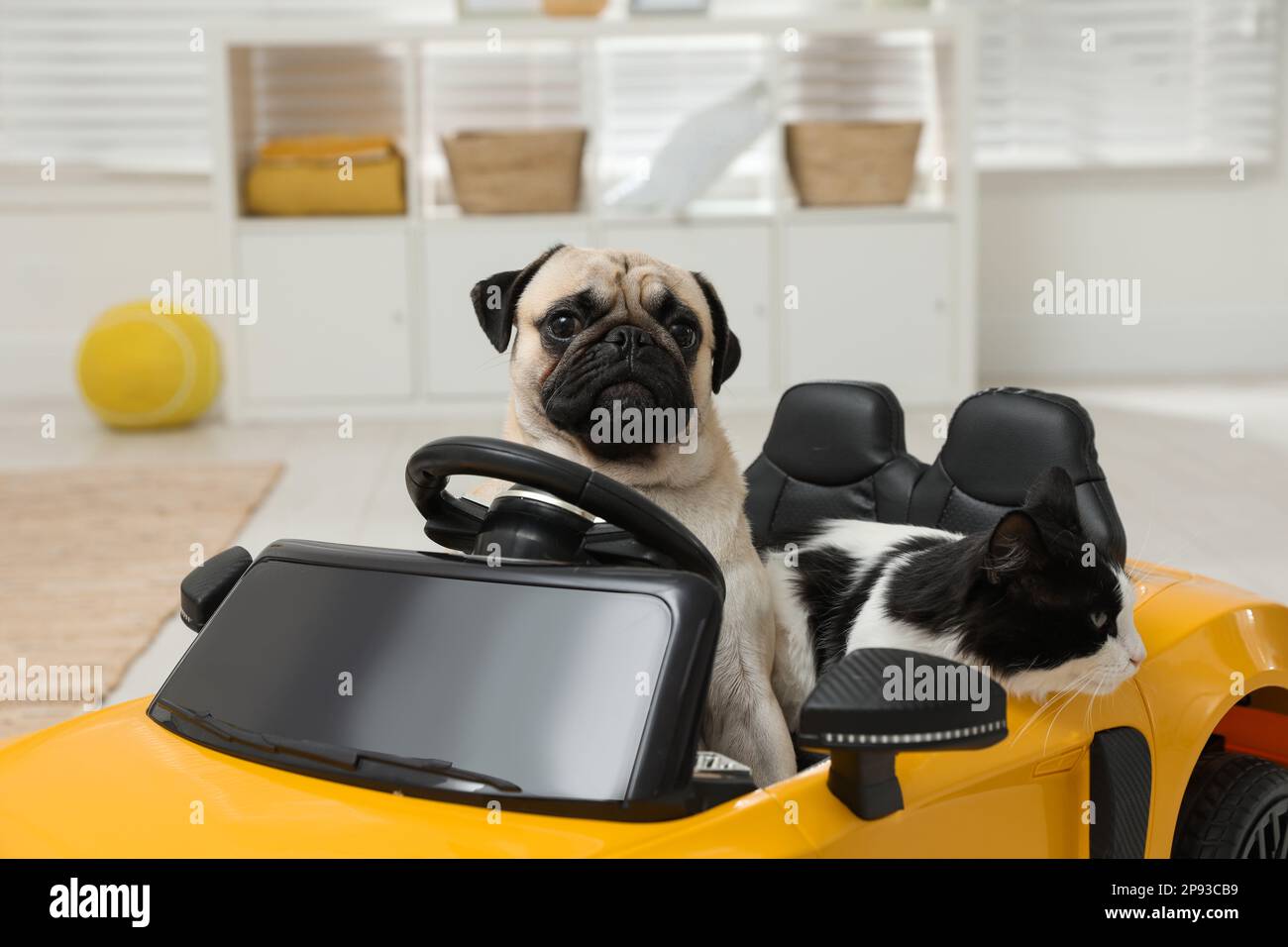 Dog driving cat hi-res stock photography and images - Alamy
