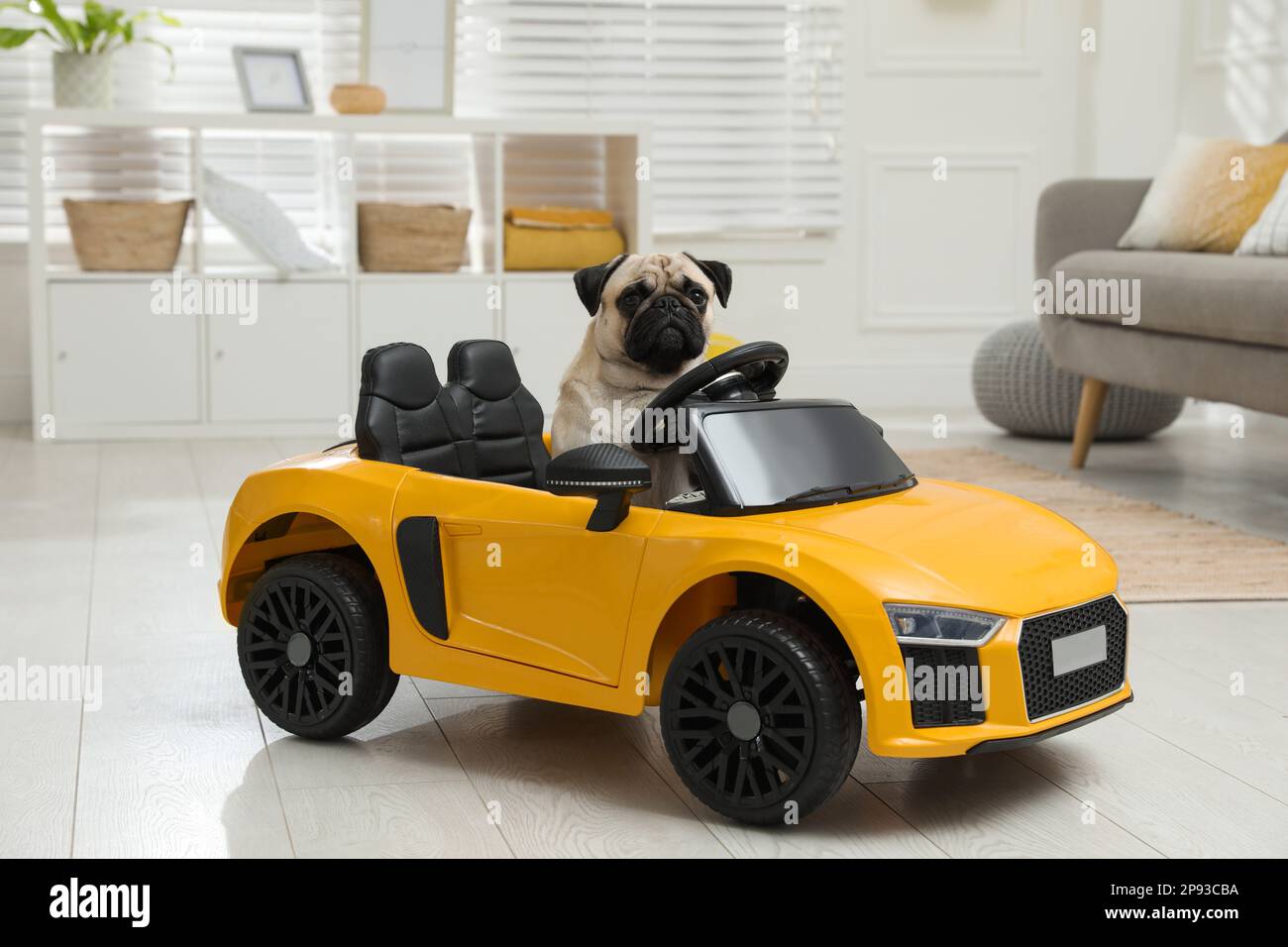Adorable pug dog in toy car indoors Stock Photo - Alamy