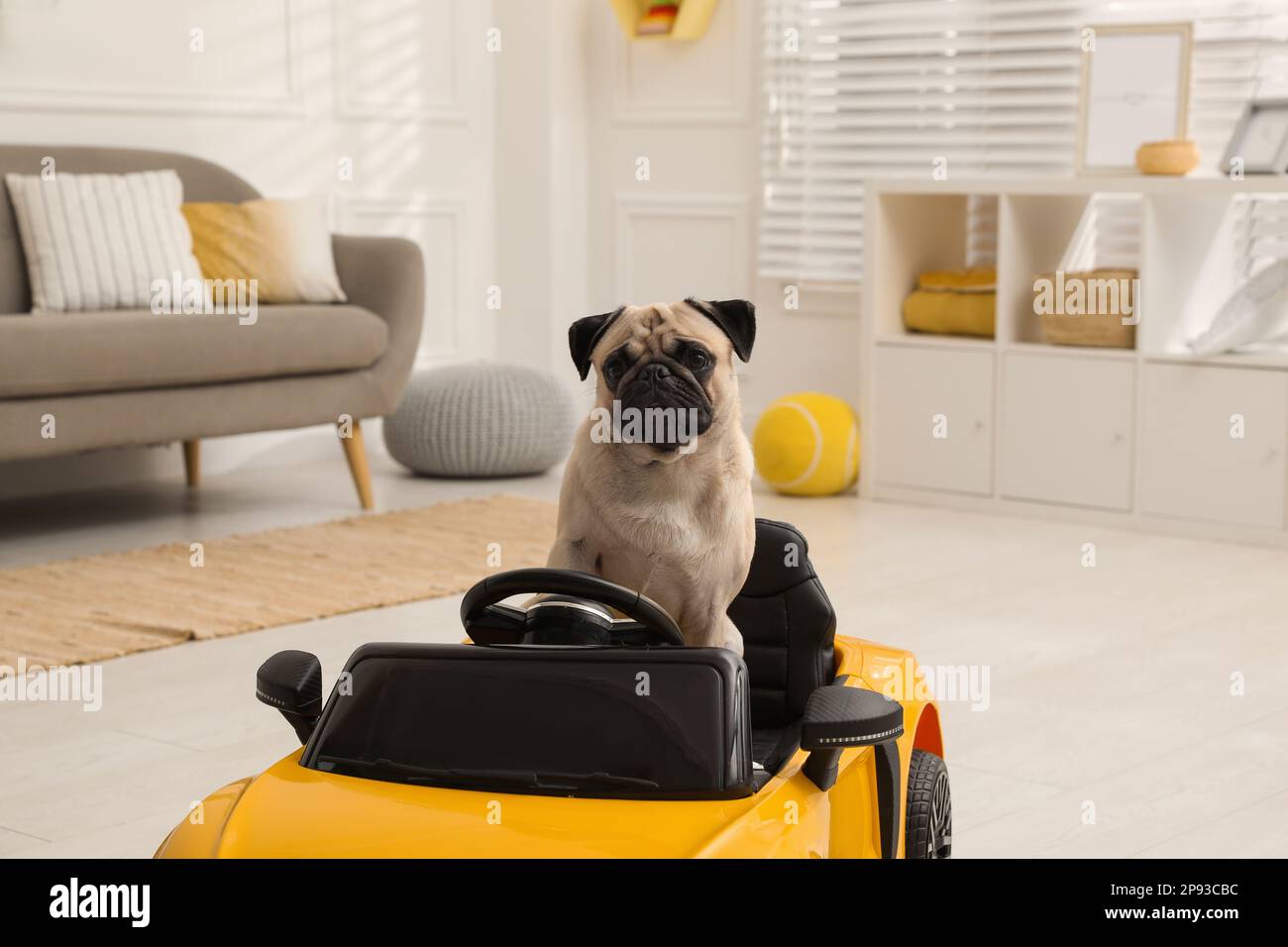 Adorable pug dog in toy car indoors Stock Photo - Alamy