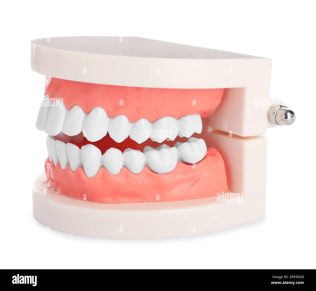 Educational dental typodont model isolated on white Stock Photo - Alamy