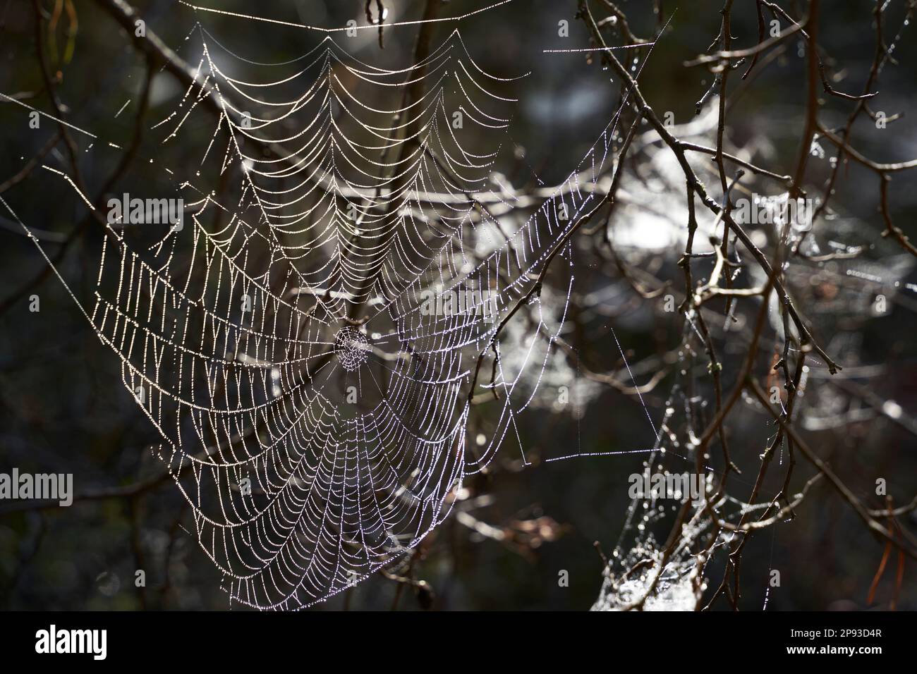 Spider web with morning dew hi-res stock photography and images - Alamy