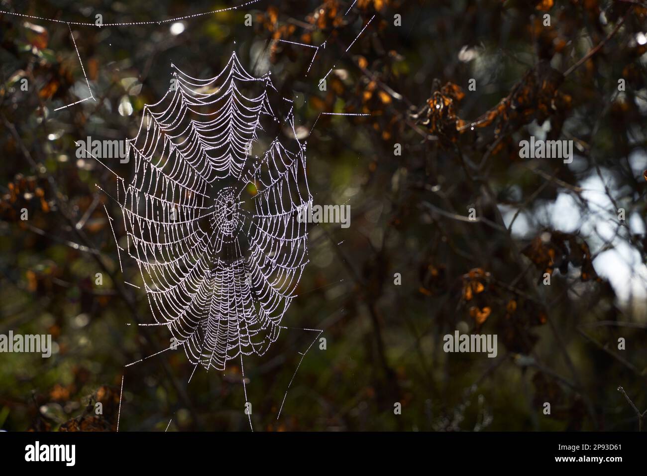 Spider web with morning dew hi-res stock photography and images - Alamy